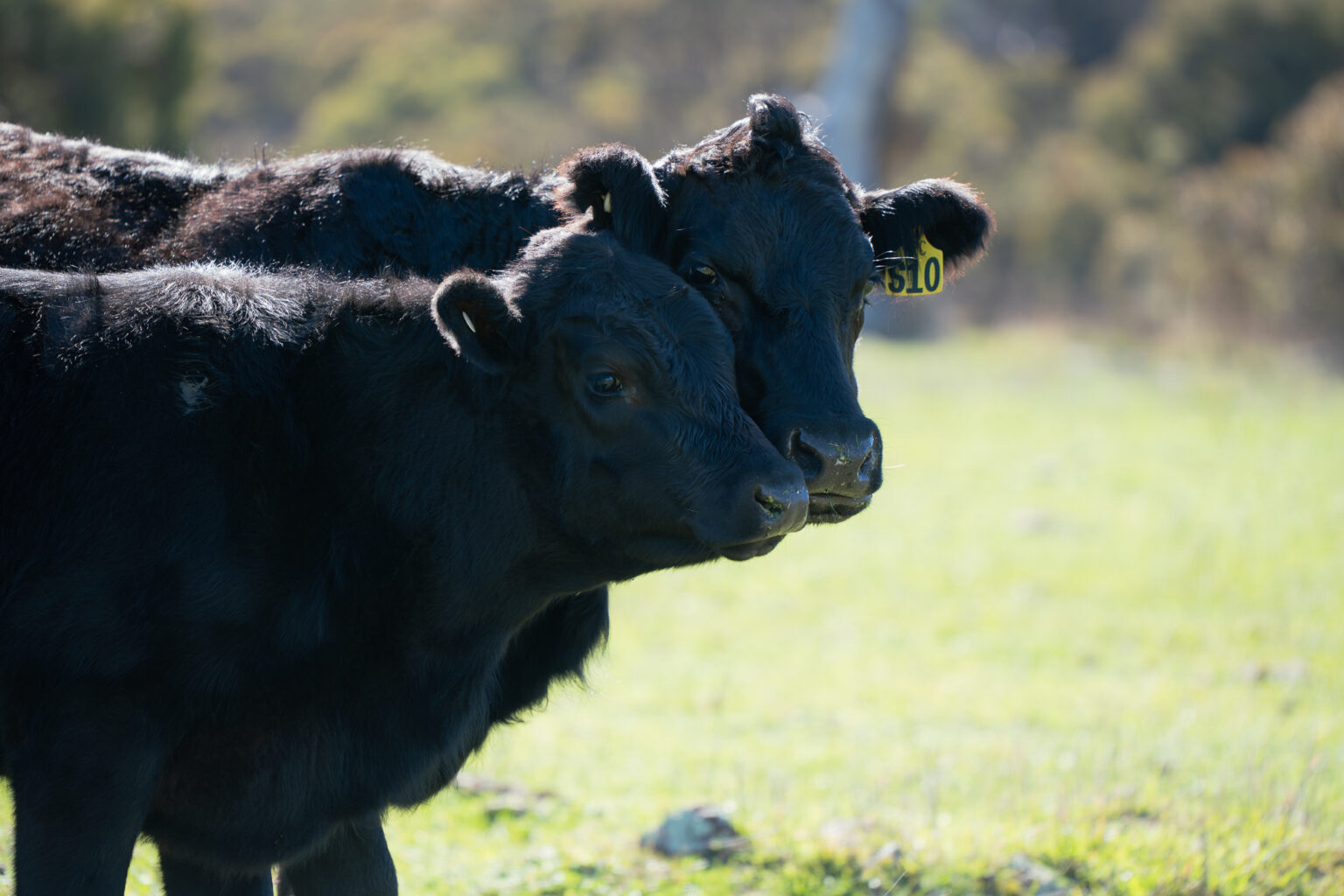 Saving cows from the beef industry - MooGood