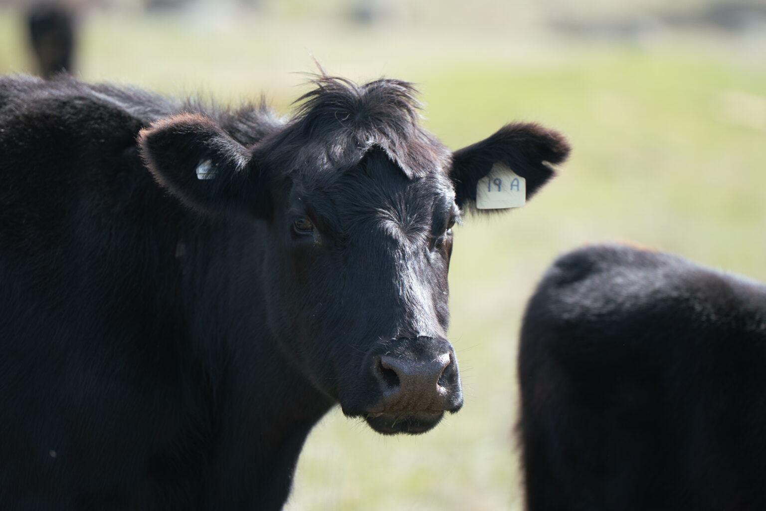 Saving cows from the beef industry - MooGood